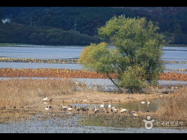 Junam Reservoir | 주남저수지 : TRIPPOSE