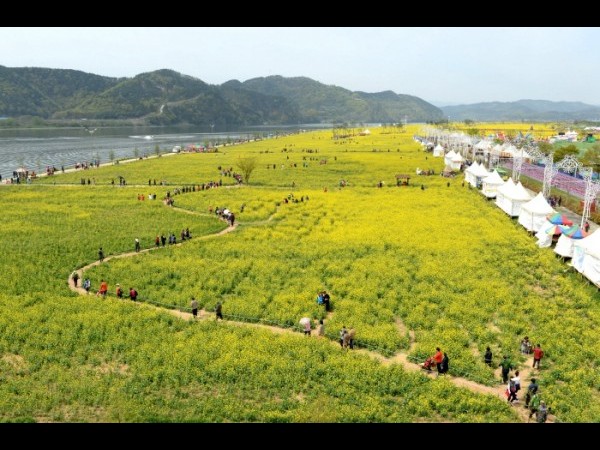 Changnyeong Nakdonggang Youchae Festival | 낙동강 유채축제 : TRIPPOSE