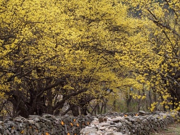 Icheon Baeksa Sansuyu Flower Festival | 이천 백사 산수유꽃축제 : TRIPPOSE