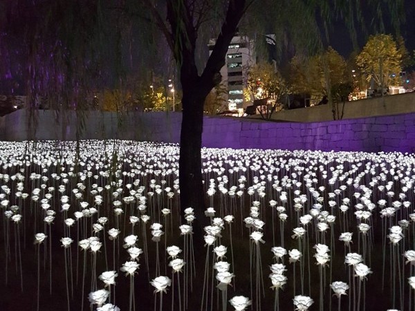 DDP LED Rose Garden | DDP LED 장미정원 : TRIPPOSE